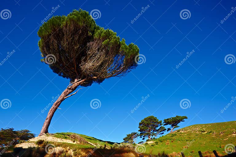 The Tree - Token of a Type. Tree - Universal Plant in All Types and ...