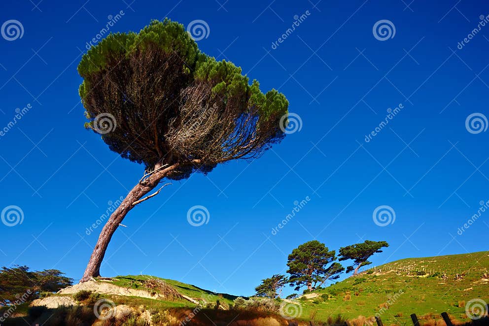 The Tree - Token of a Type. Tree - Universal Plant in All Types and ...