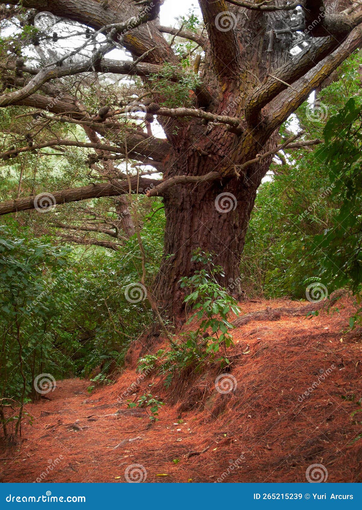 The Tree - Token of a Type. Tree - Universal Plant in All Types and ...