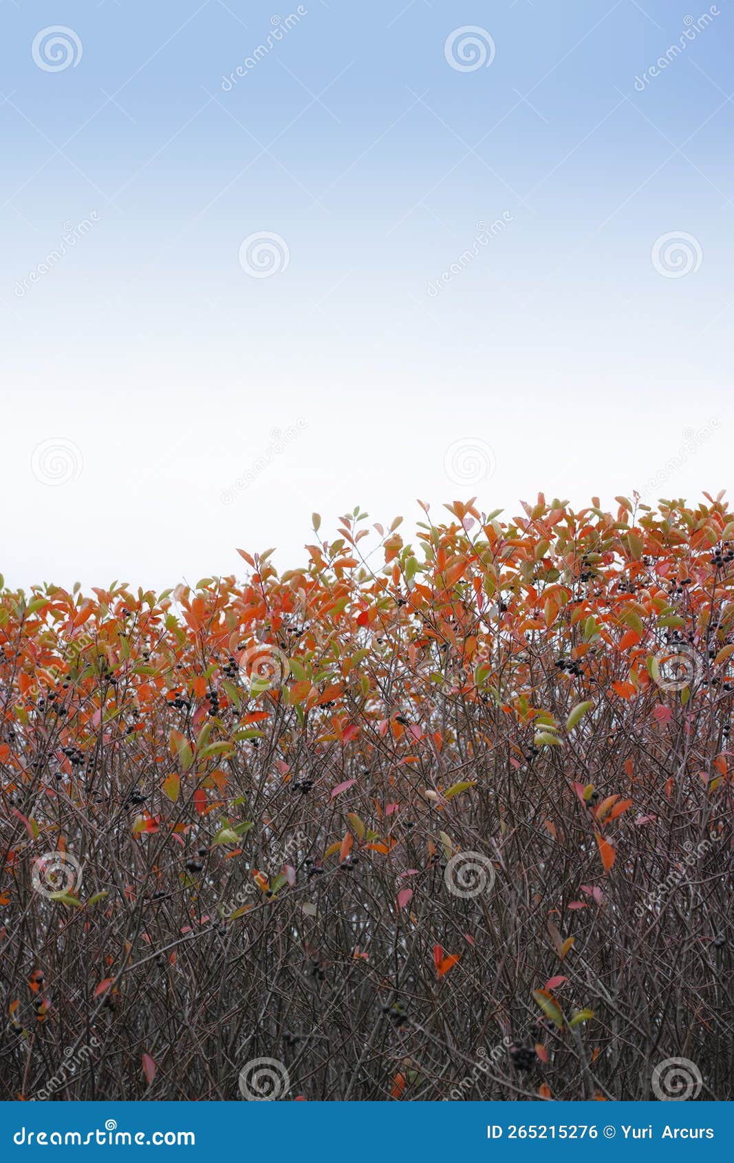 The Tree - Token of a Type. Tree - Universal Plant in All Types and ...