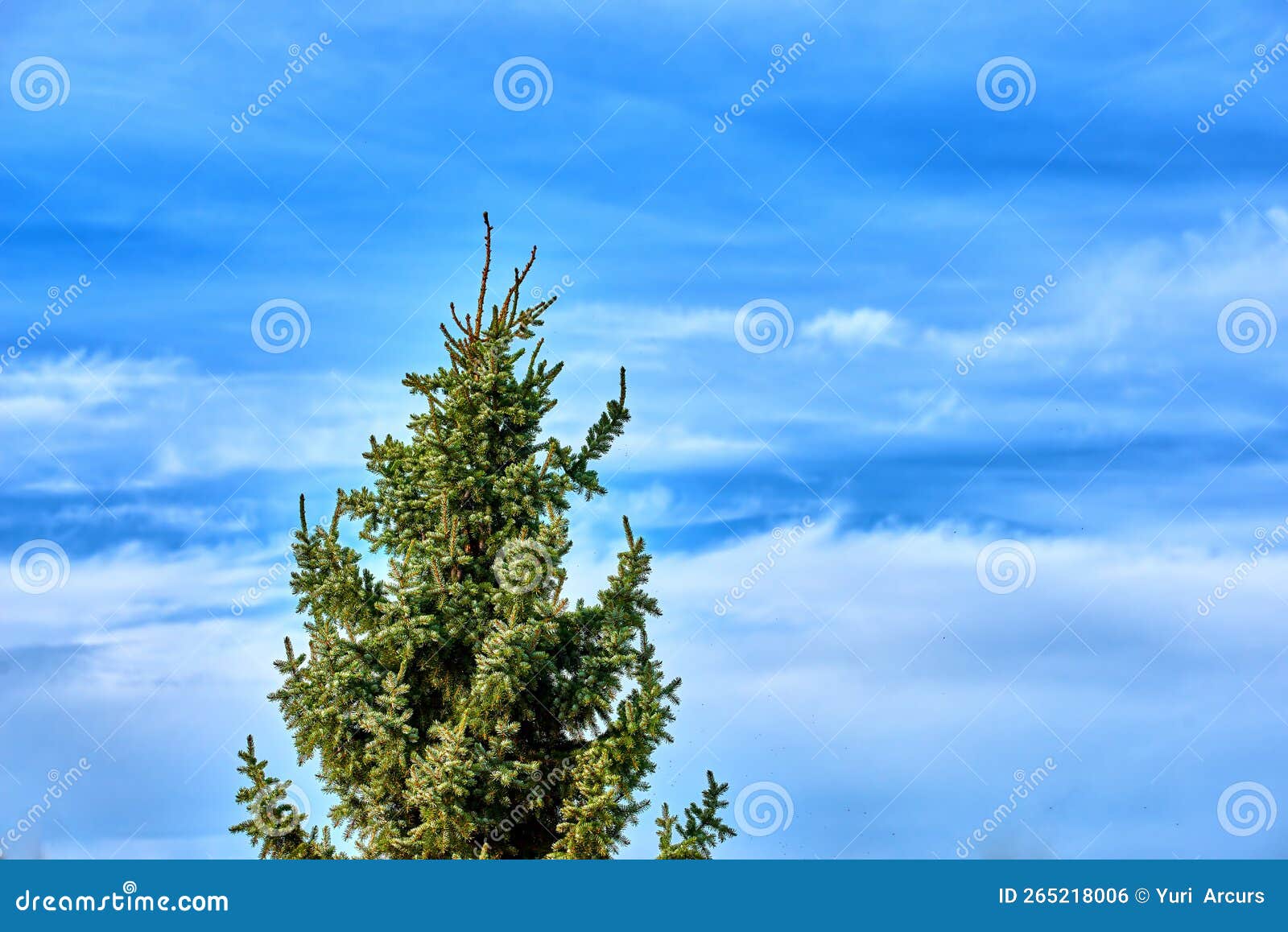 The Tree - Token of a Type. Tree - Universal Plant in All Types and ...