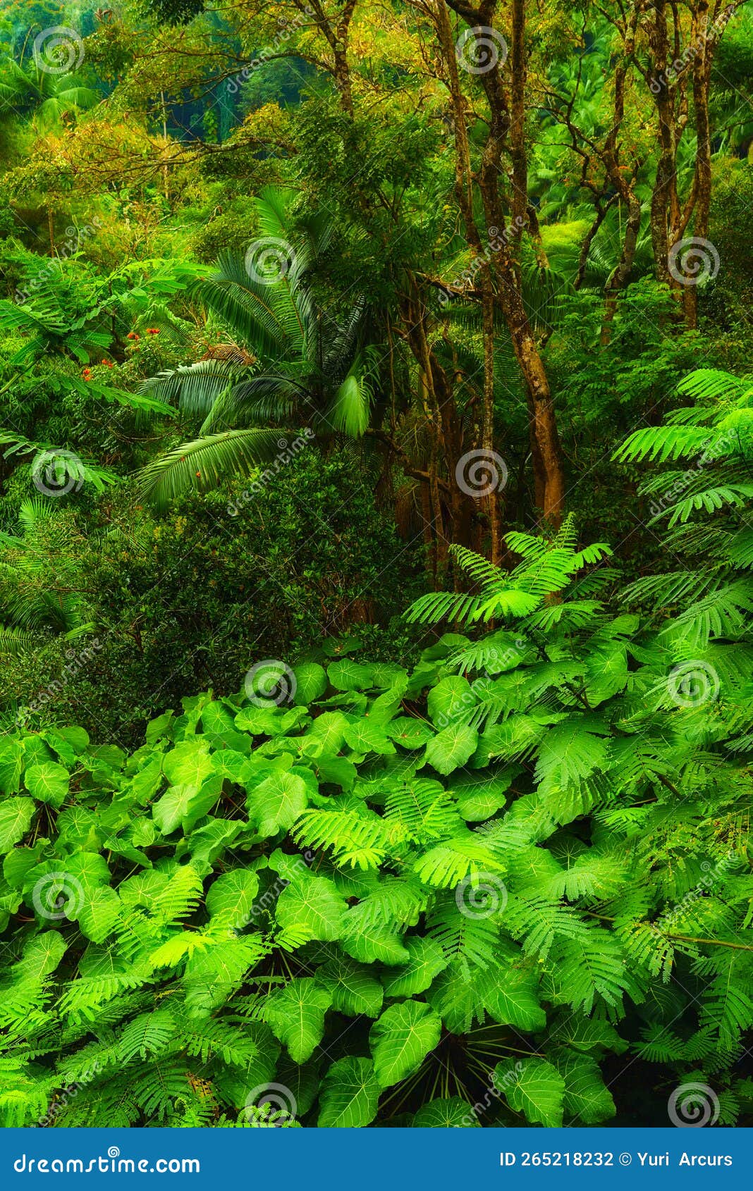 The Tree - Token of a Type. Tree - Universal Plant in All Types and ...