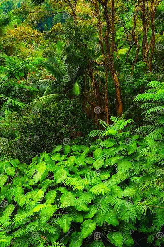 The Tree - Token of a Type. Tree - Universal Plant in All Types and ...