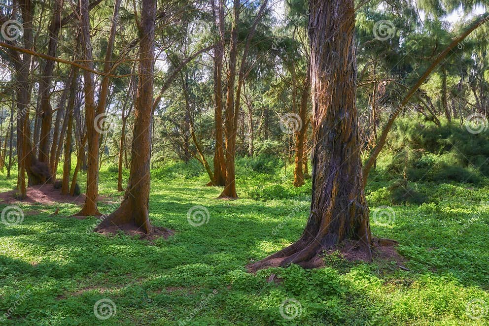 The Tree - Token of a Type. Tree - Universal Plant in All Types and ...