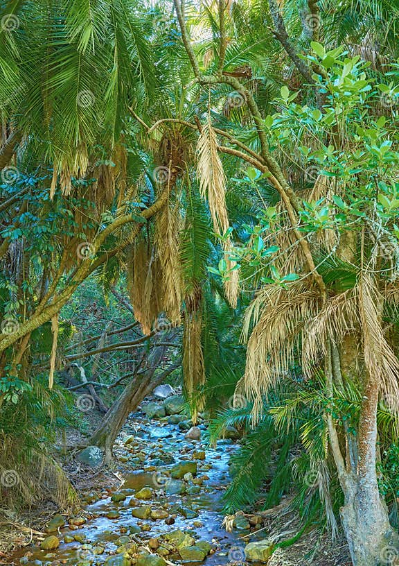 The Tree - Token of a Type. Tree - Universal Plant in All Types and ...