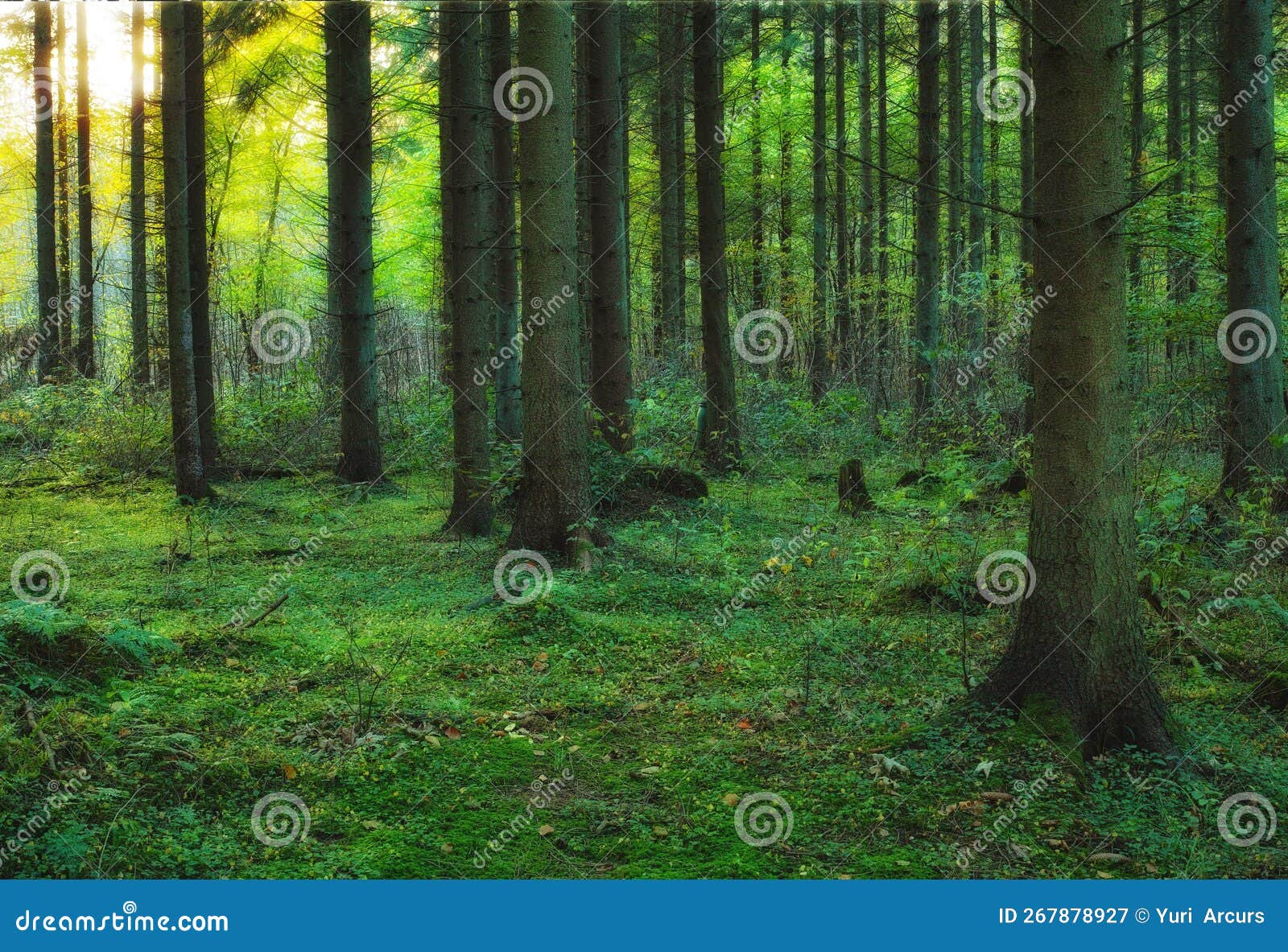 The Tree - Token of a Type. Tree - Universal Plant in All Types and ...