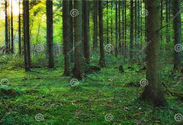 The Tree - Token of a Type. Tree - Universal Plant in All Types and ...