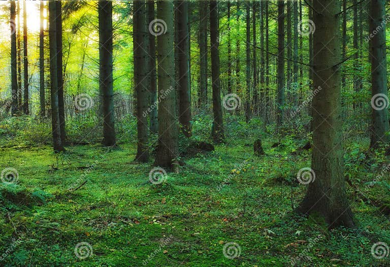 The Tree - Token of a Type. Tree - Universal Plant in All Types and ...