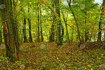 The Tree - Token of a Type. Tree - Universal Plant in All Types and ...