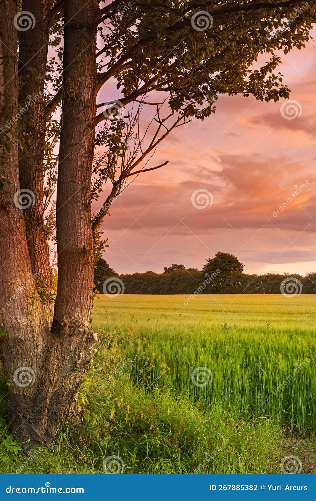 The Tree - Token of a Type. Tree - Universal Plant in All Types and ...