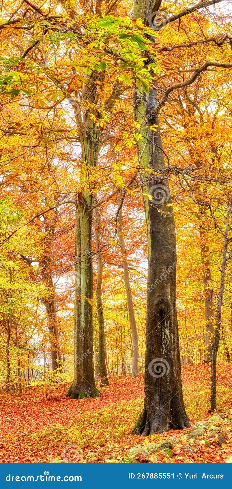 The Tree - Token of a Type. Tree - Universal Plant in All Types and ...