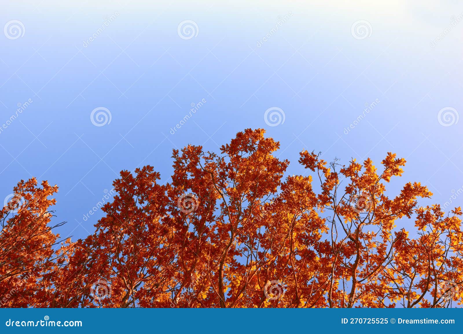 The Tree - Token of a Type. Tree - Universal Plant in All Types and ...