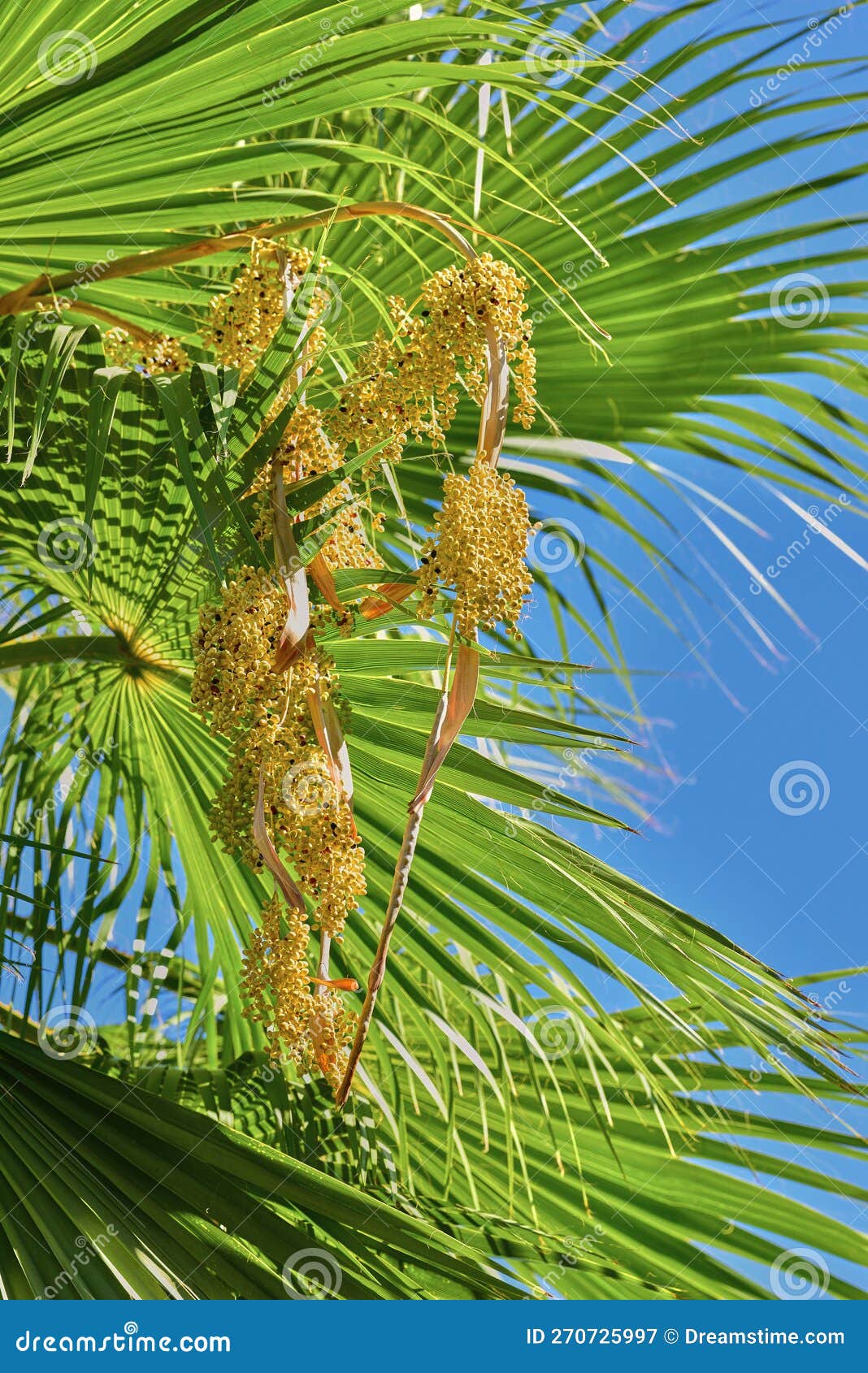 The Tree - Token of a Type. Tree - Universal Plant in All Types and ...