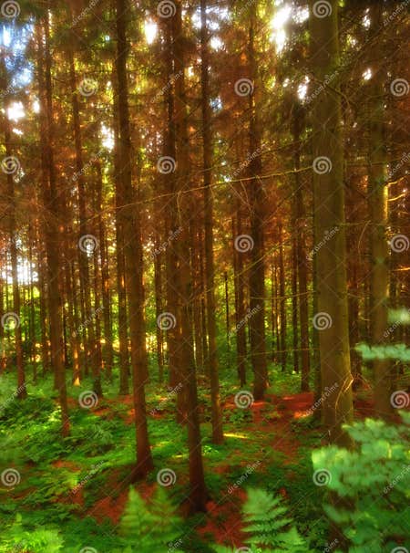 The Tree - Token of a Type. Tree - Universal Plant in All Types and ...