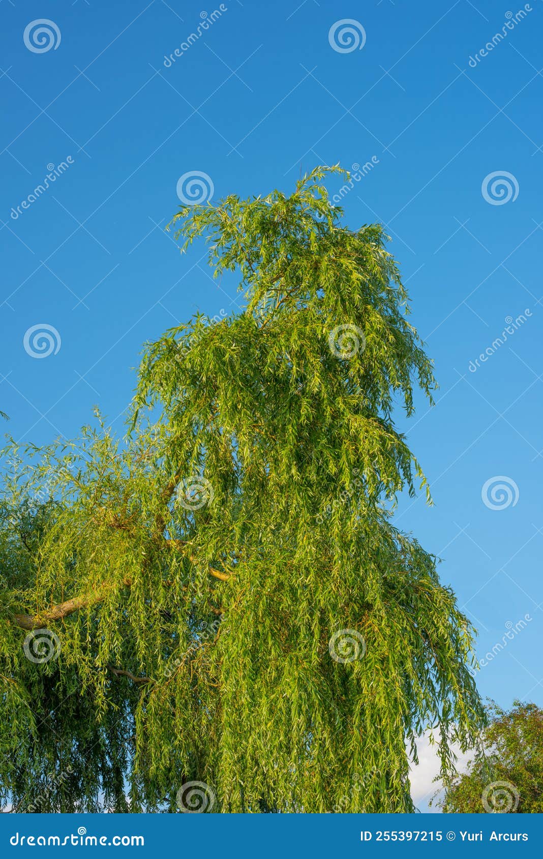 The Tree - Token of a Type. Tree - Universal Plant in All Types and ...