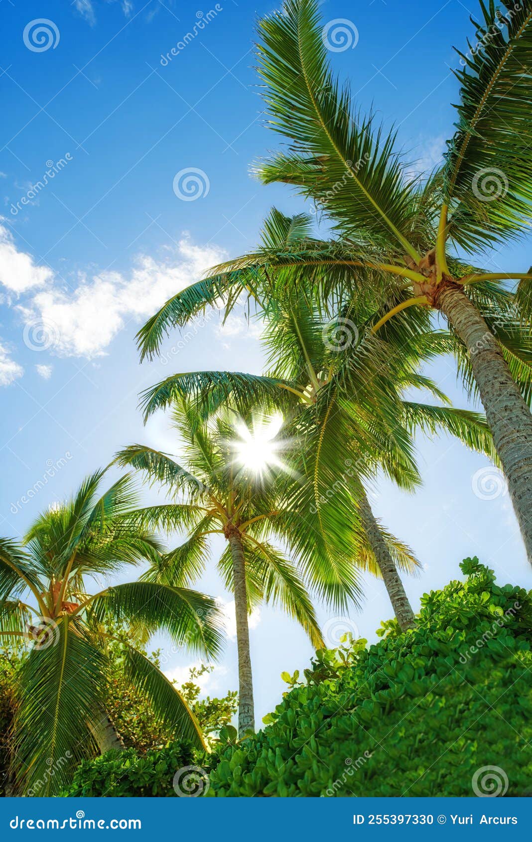 The Tree - Token of a Type. Tree - Universal Plant in All Types and ...