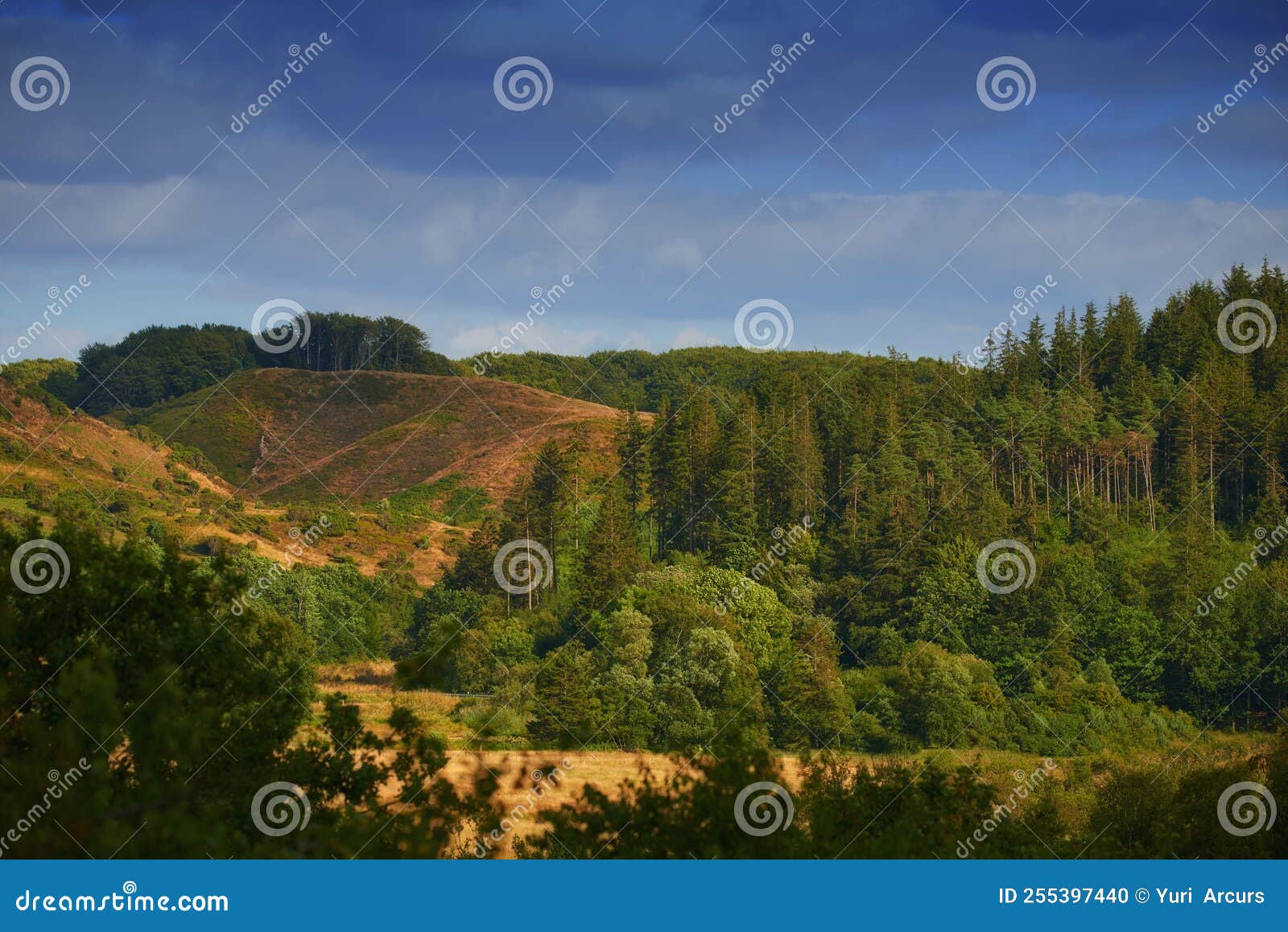 The Tree - Token of a Type. Tree - Universal Plant in All Types and ...