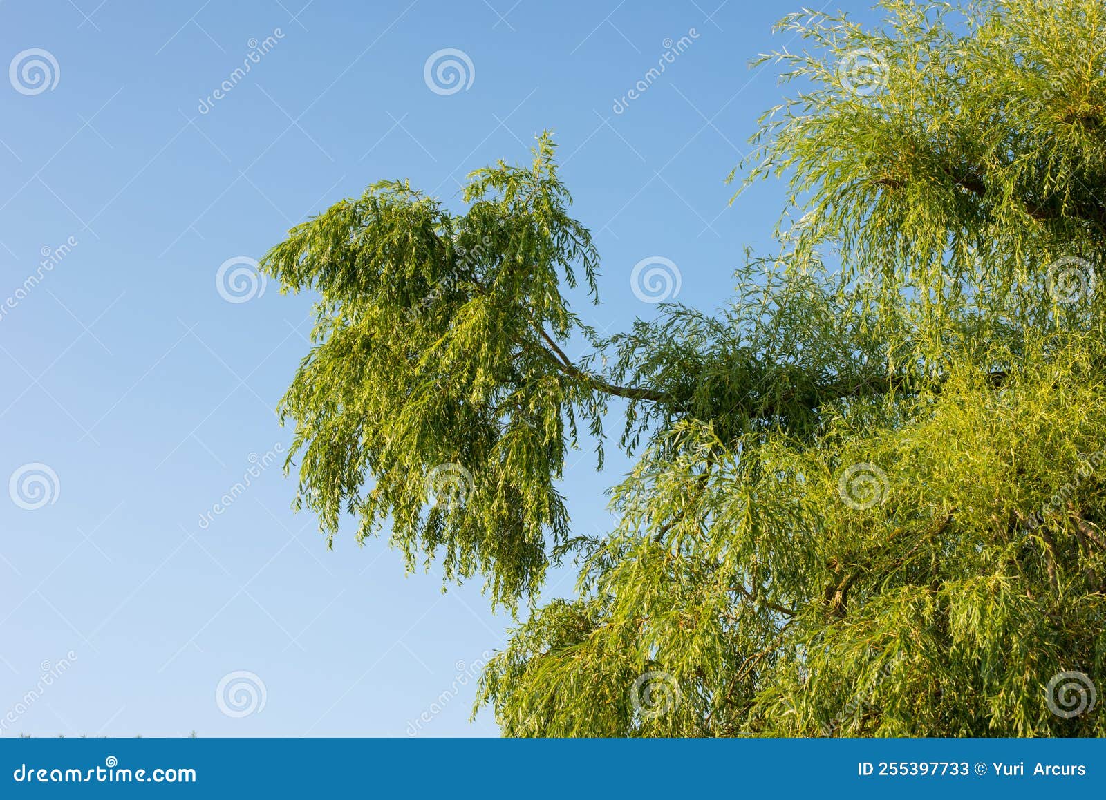 The Tree - Token of a Type. Tree - Universal Plant in All Types and ...