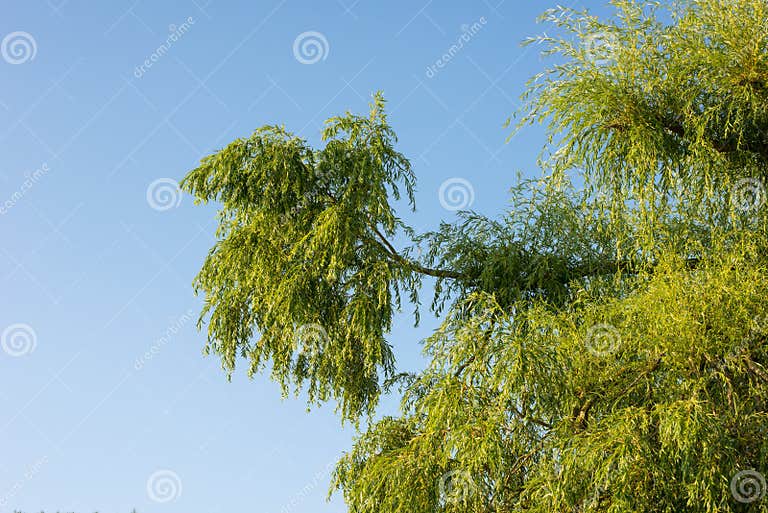 The Tree - Token of a Type. Tree - Universal Plant in All Types and ...