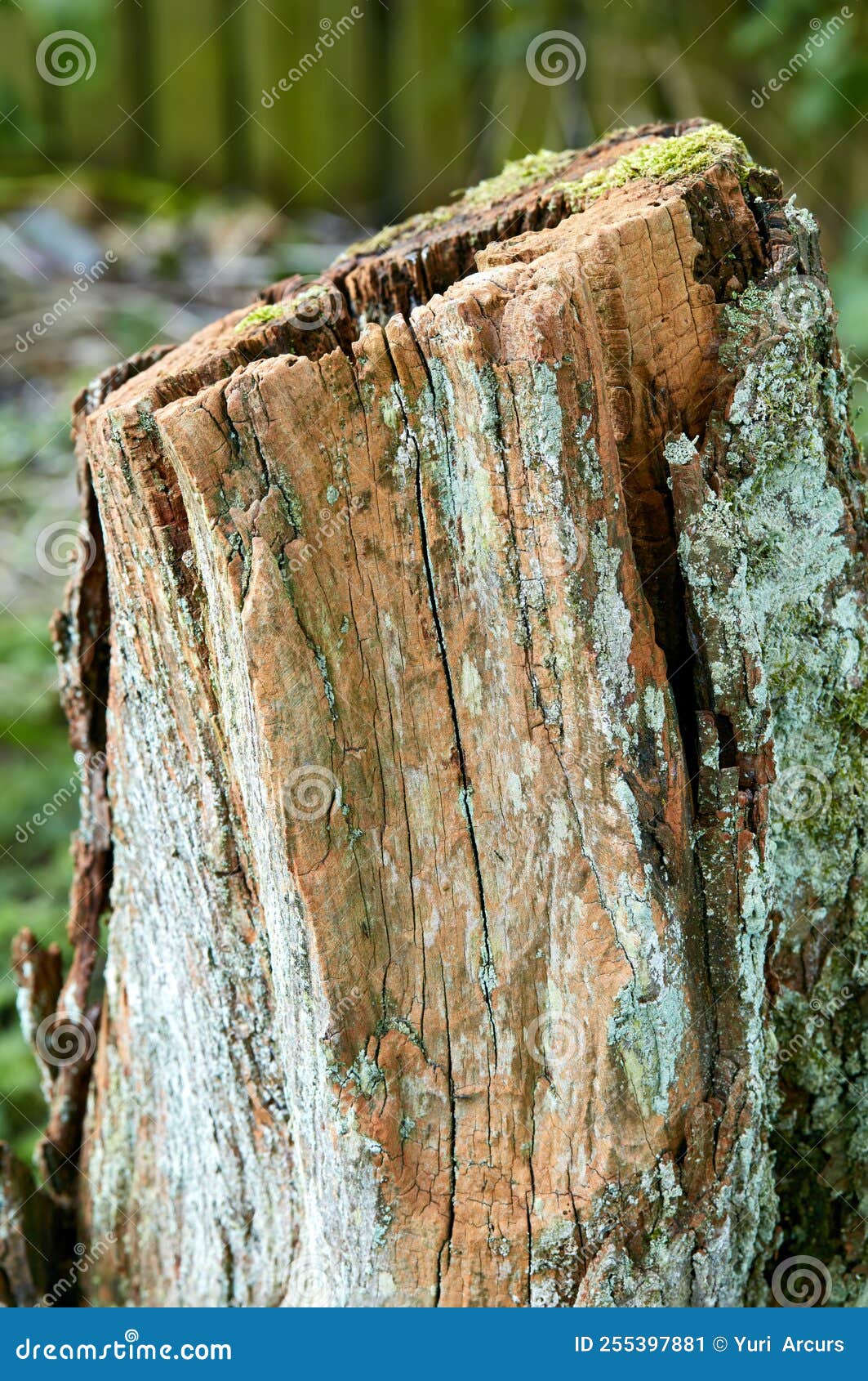 The Tree - Token of a Type. Tree - Universal Plant in All Types and ...