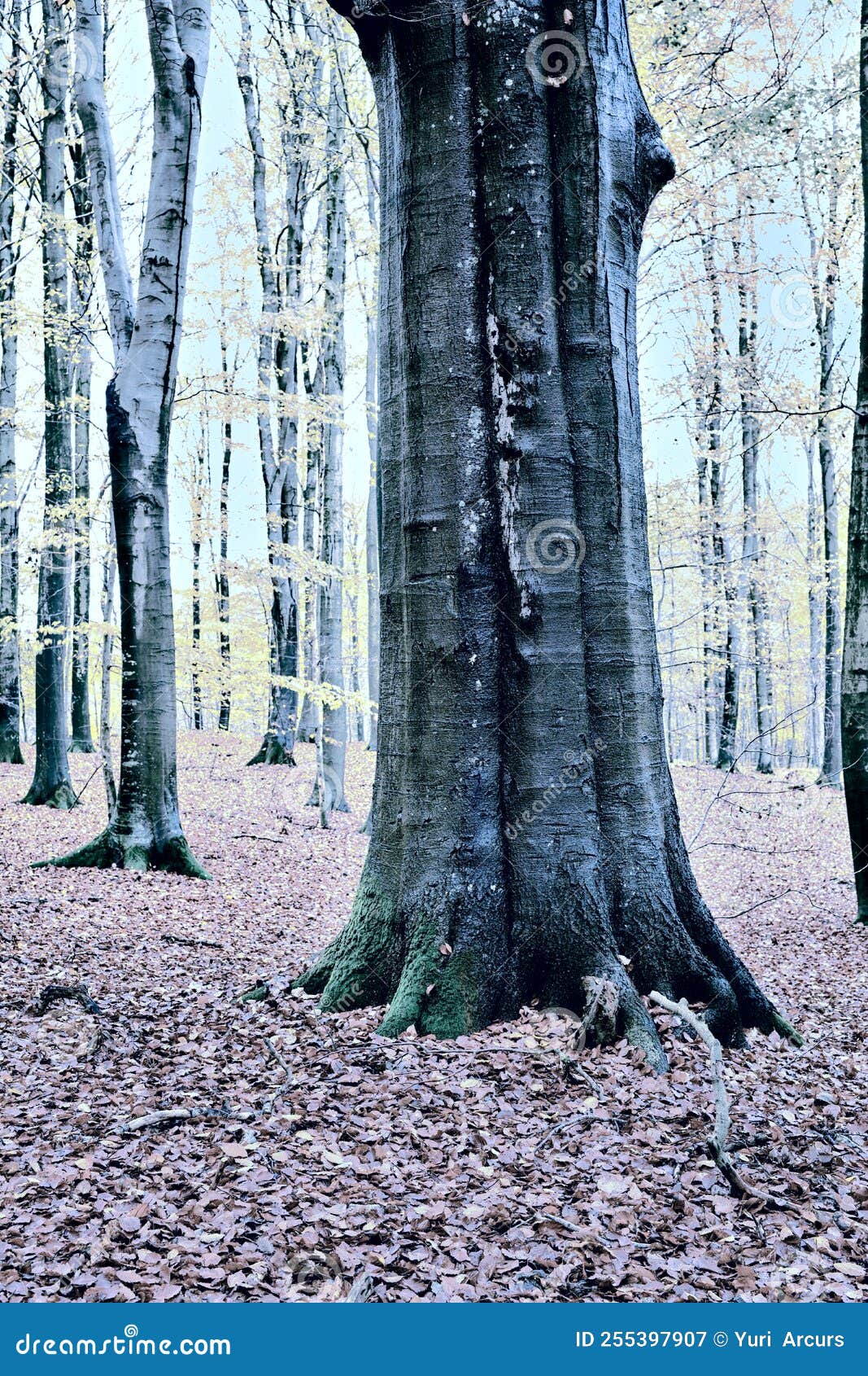 The Tree - Token of a Type. Tree - Universal Plant in All Types and ...