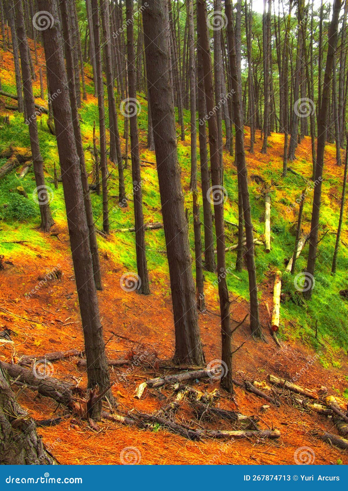 The Tree - Token of a Type. Tree - Universal Plant in All Types and ...