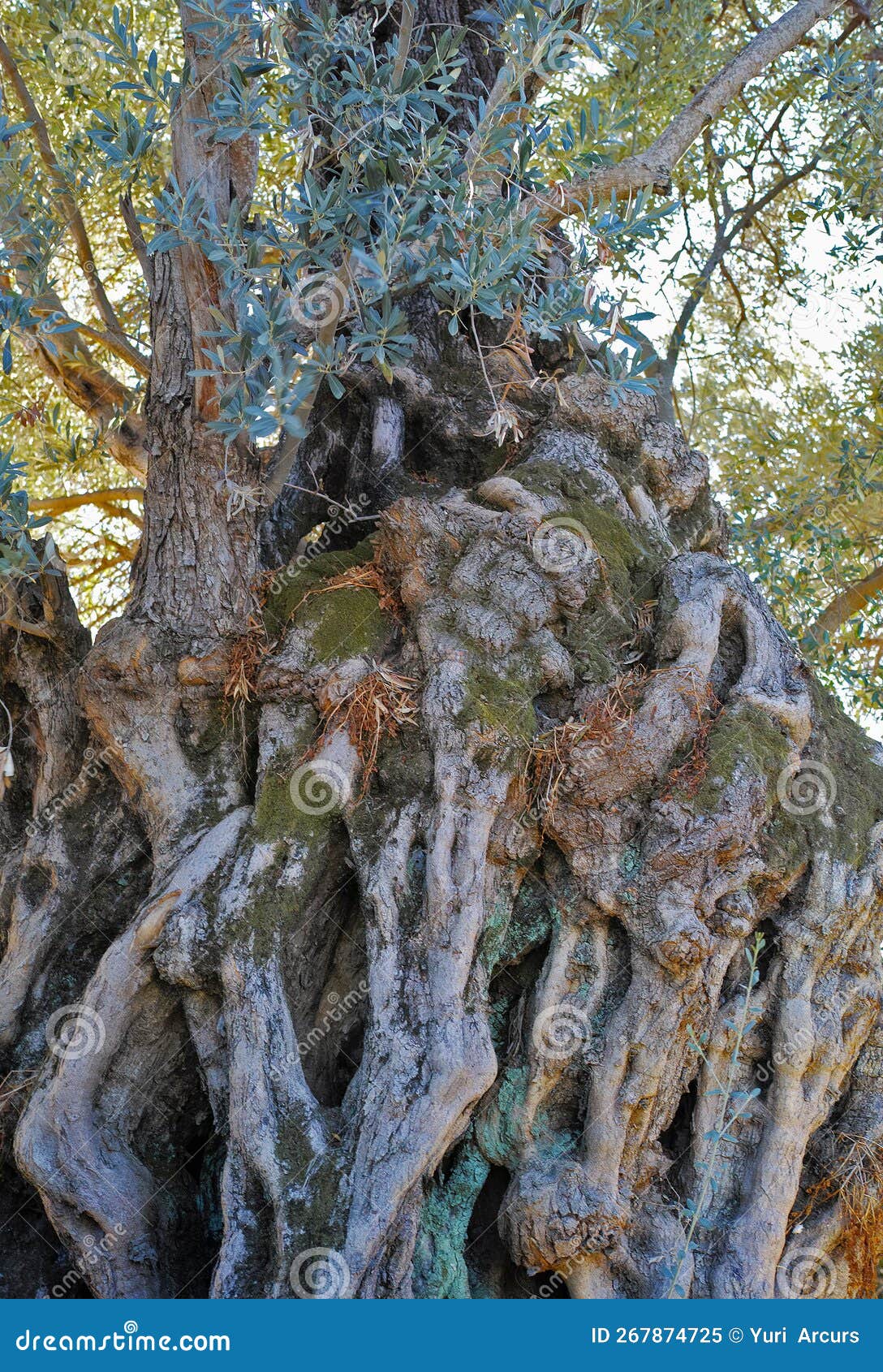 The Tree - Token of a Type. Tree - Universal Plant in All Types and ...