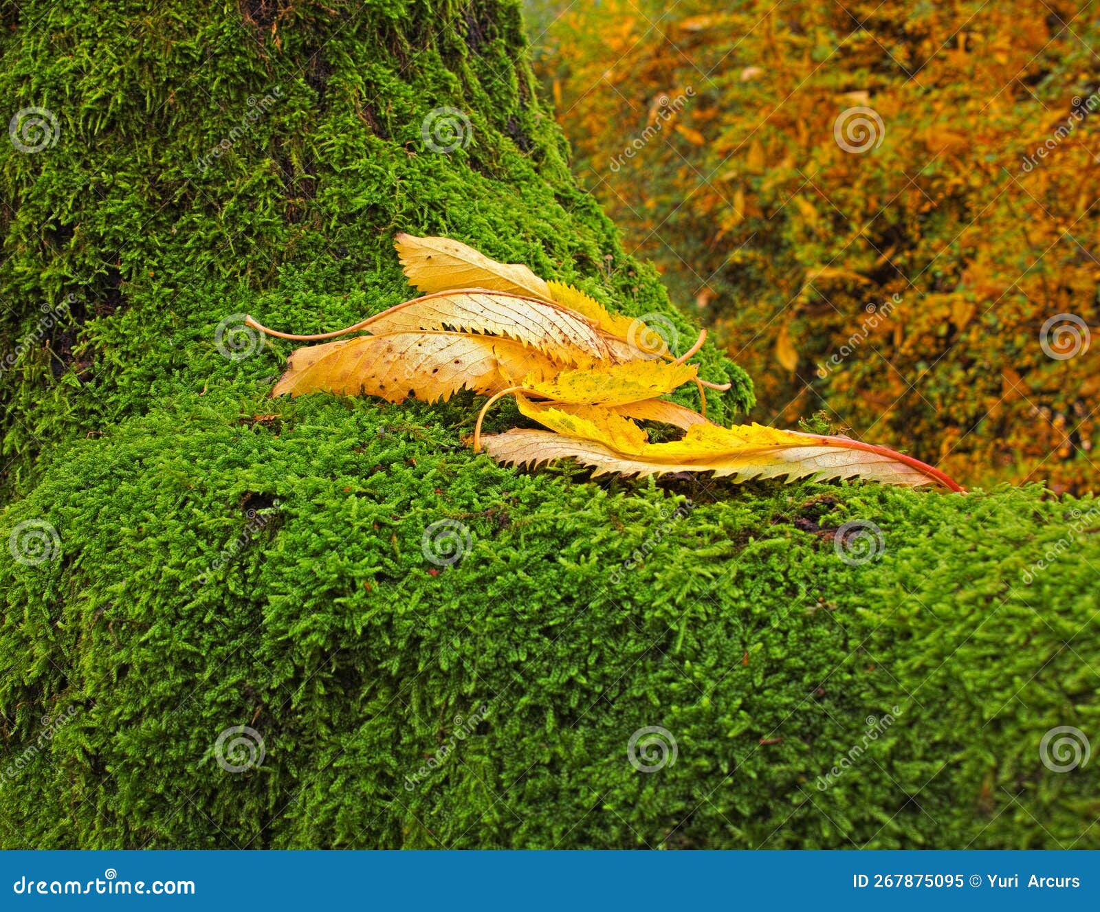 The Tree - Token of a Type. Tree - Universal Plant in All Types and ...