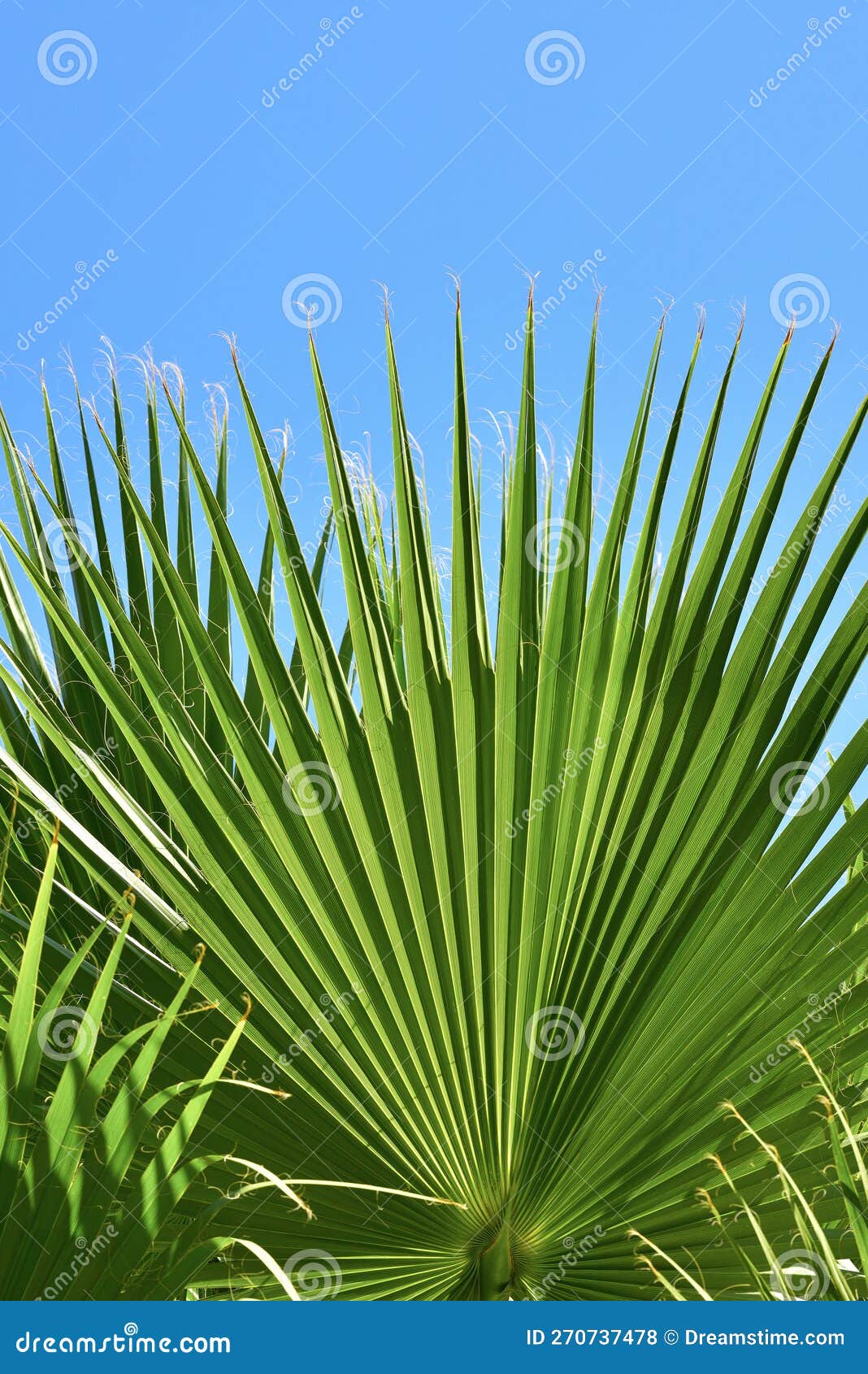 The Tree - Token of a Type. Tree - Universal Plant in All Types and ...