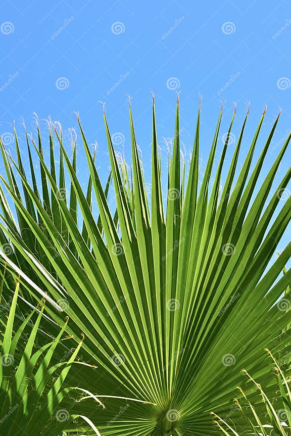 The Tree - Token of a Type. Tree - Universal Plant in All Types and ...