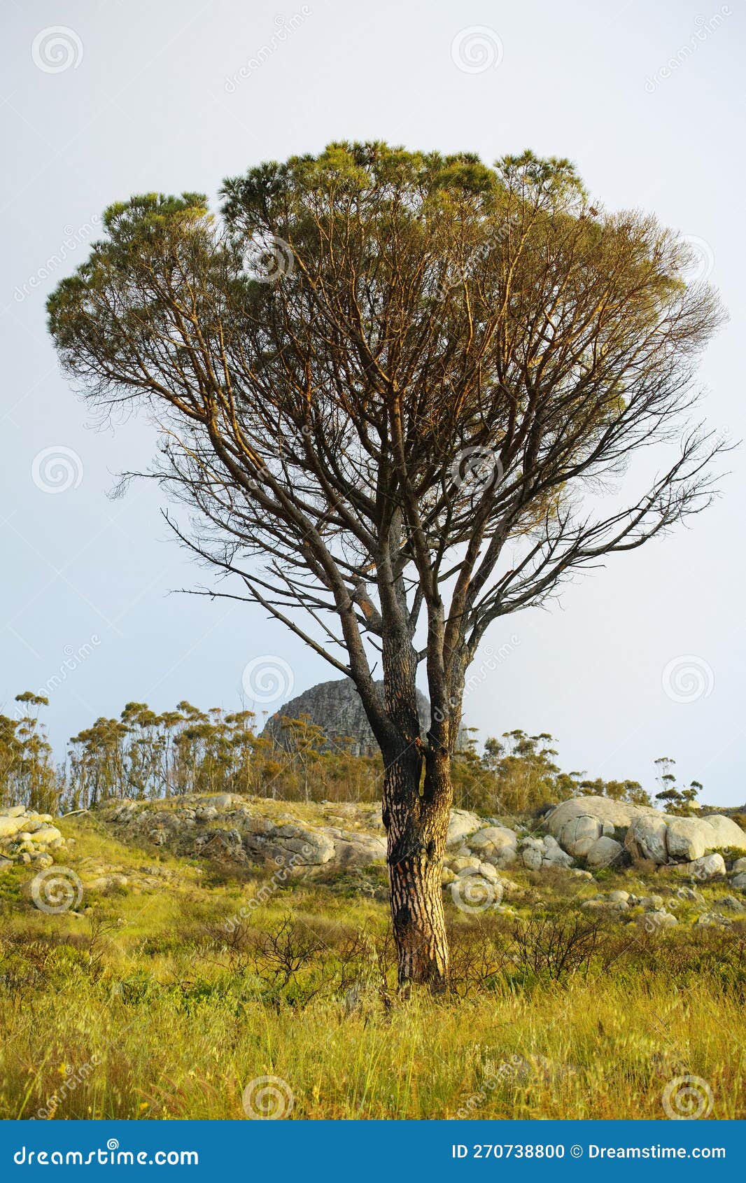 The Tree - Token of a Type. Tree - Universal Plant in All Types and ...