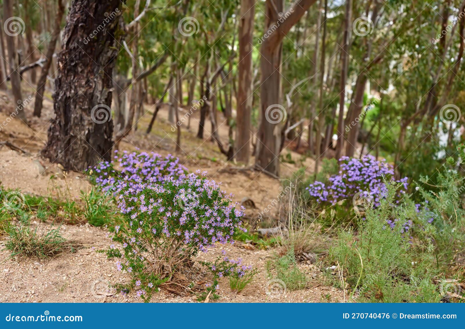 The Tree - Token of a Type. Tree - Universal Plant in All Types and ...