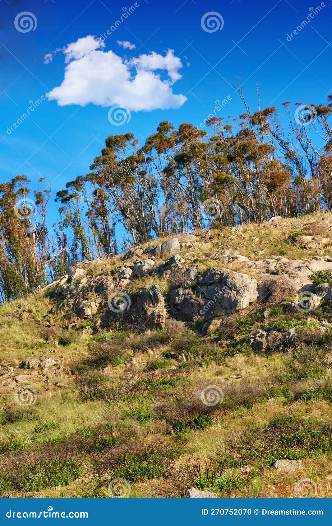 The Tree - Token of a Type. Tree - Universal Plant in All Types and ...