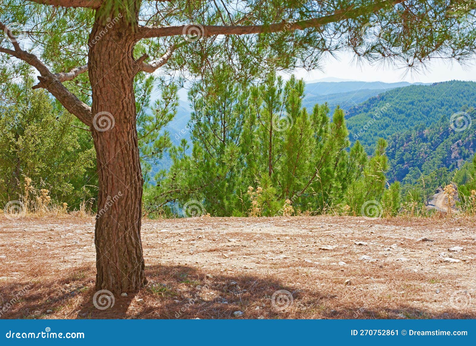 The Tree - Token of a Type. Tree - Universal Plant in All Types and ...