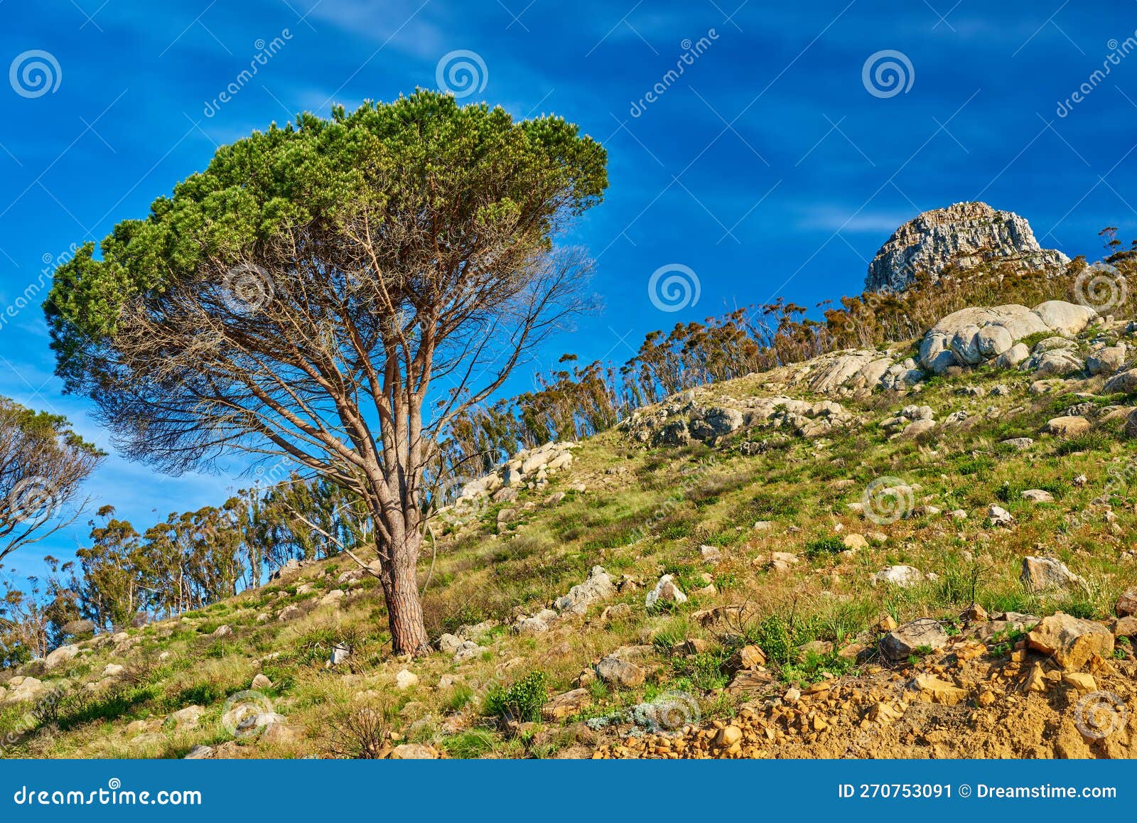 The Tree - Token of a Type. Tree - Universal Plant in All Types and ...