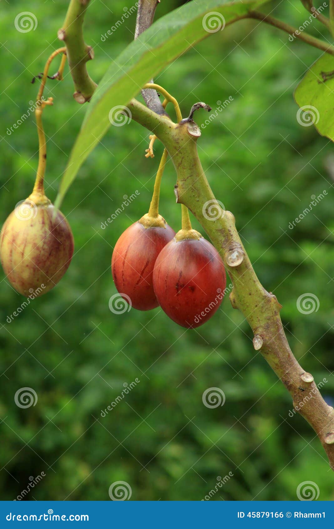 Tree Tomatoes stock photo. Image of garden, fruit, tree - 45879166