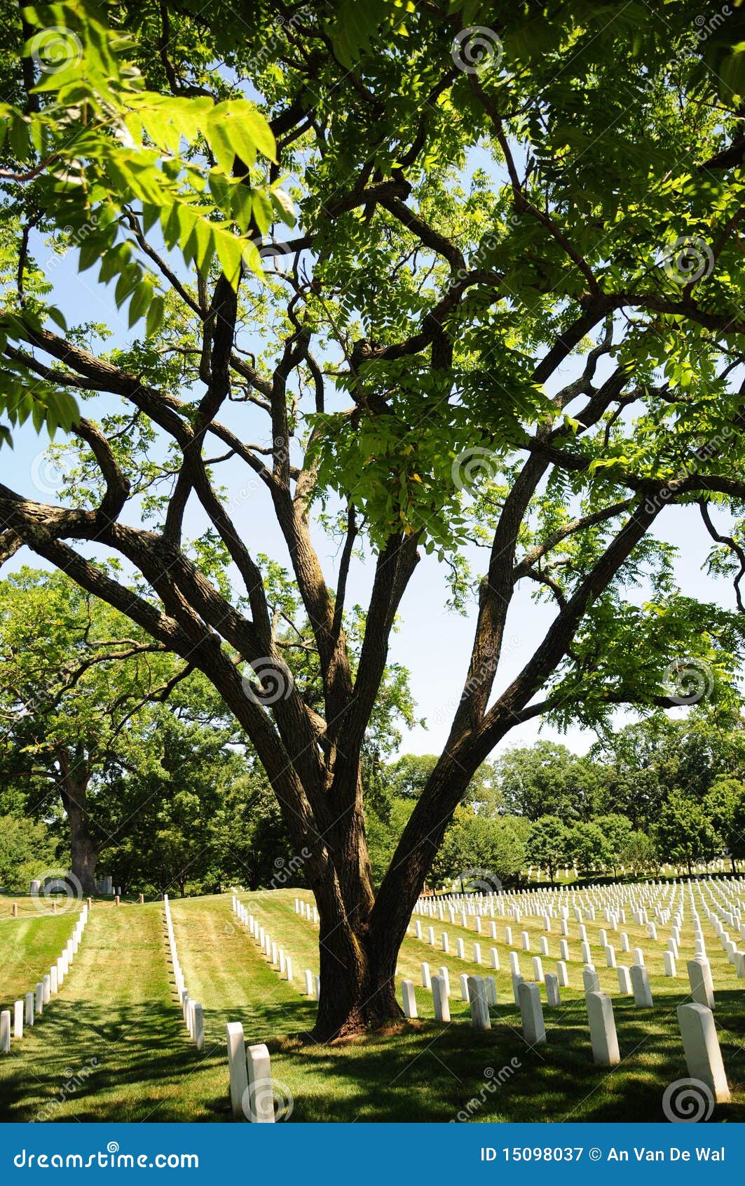 Tree and Tombstone Rows at Arlington Cemetery Stock Image - Image of ...