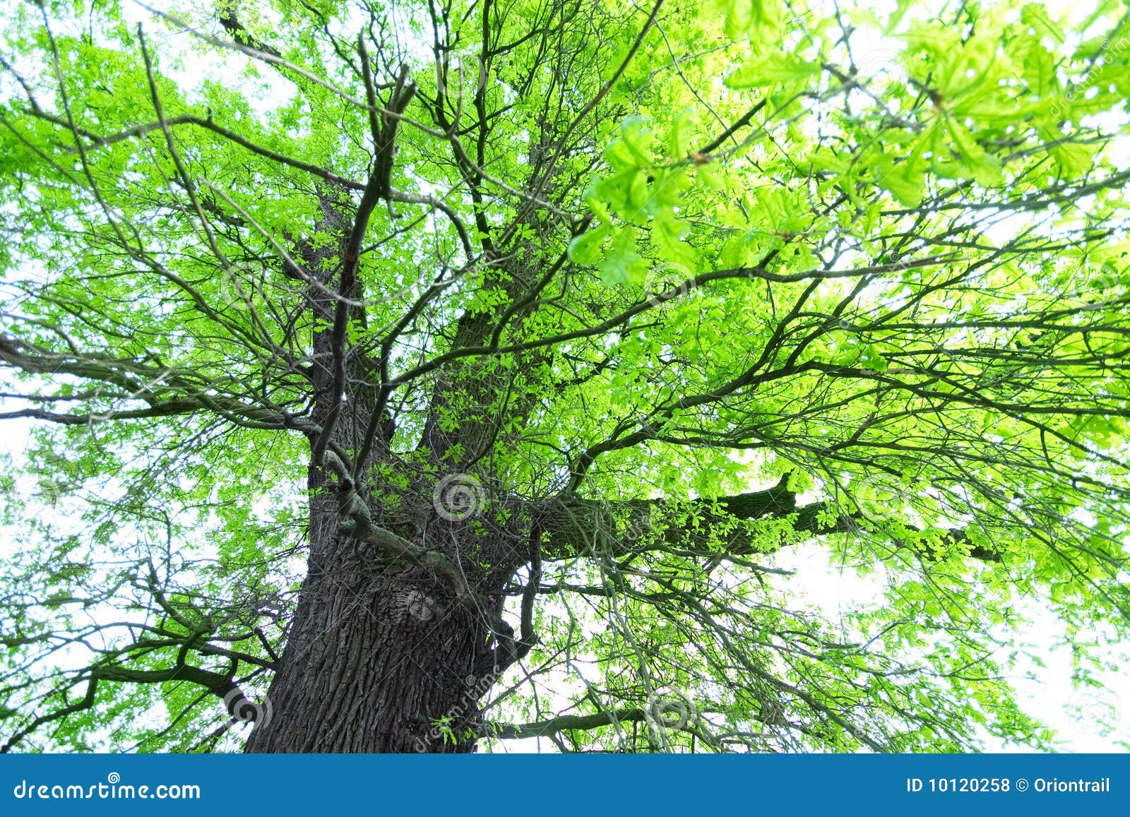 Tree top stock photo. Image of environment, spring, white - 10120258