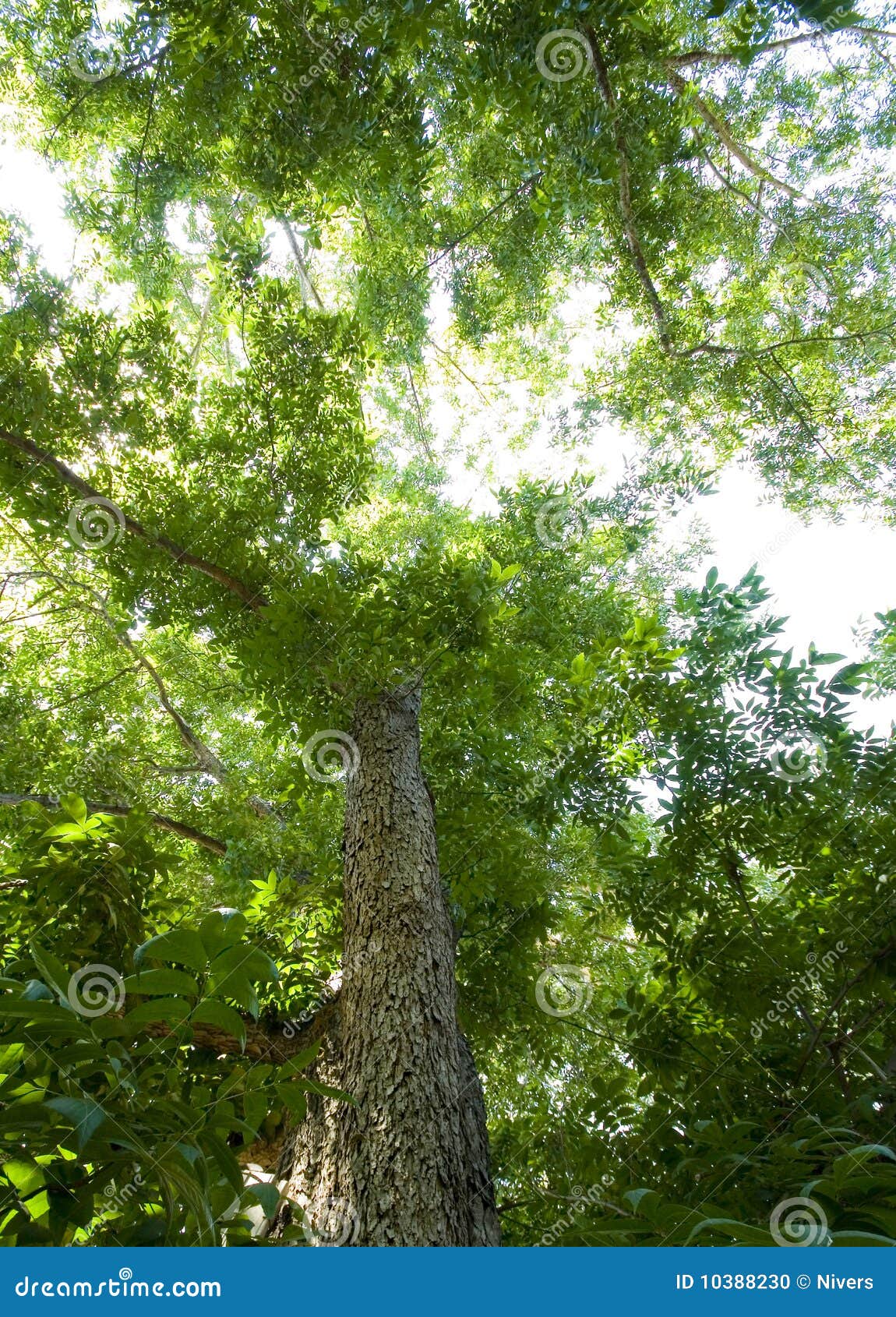 Tree top stock photo. Image of food, summer, greenery - 10388230