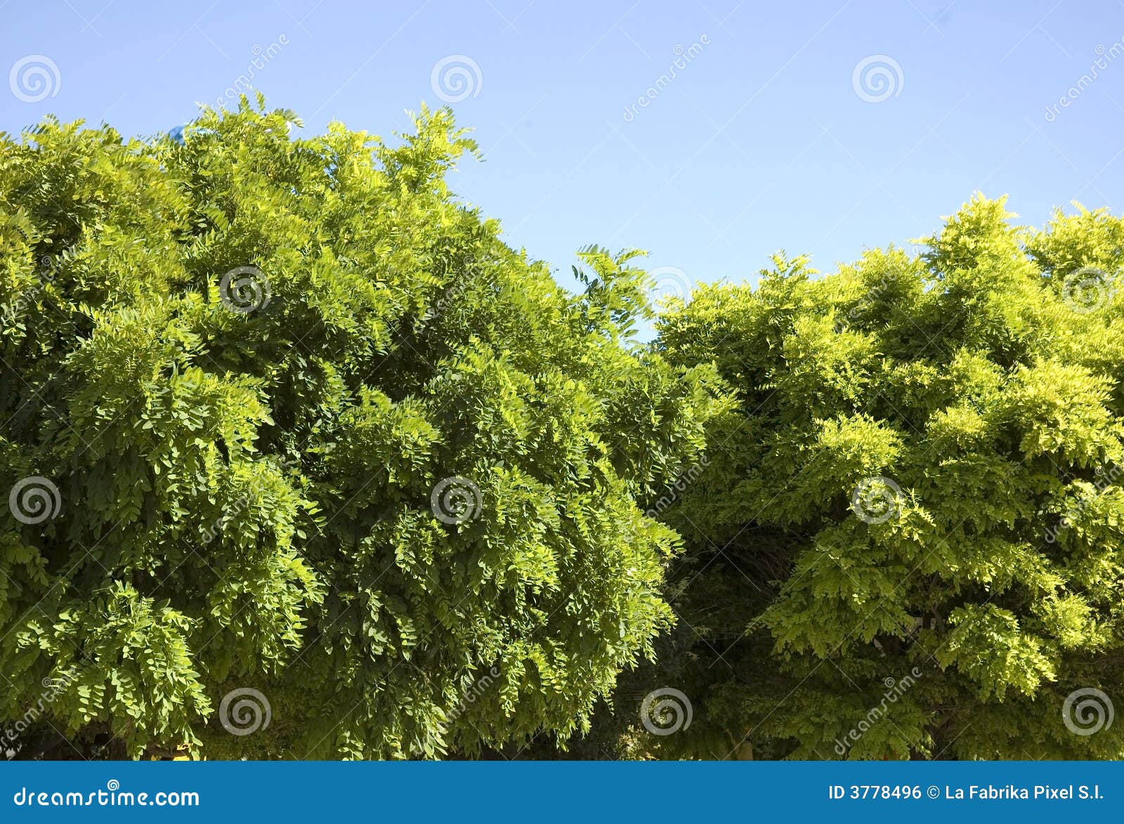 Tree top stock photo. Image of plant, green, life, foliage - 3778496
