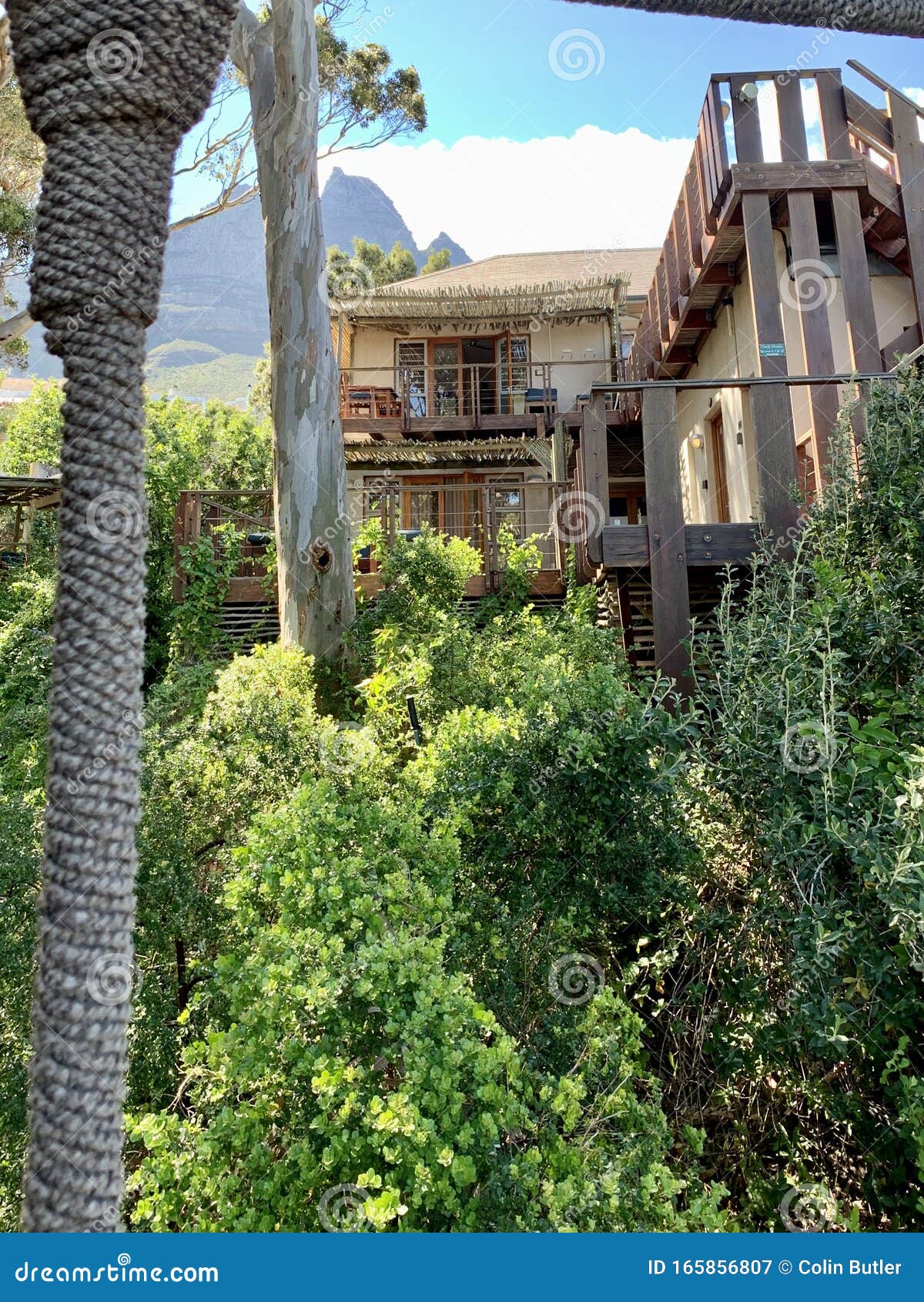 Tree top apartment stock image. Image of tree, apartment - 165856807