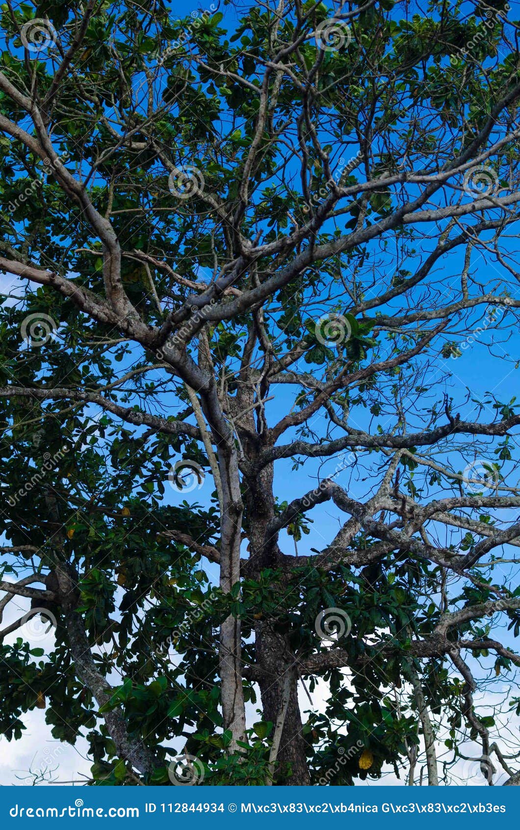 Tree Top and blue sky stock photo. Image of watching - 112844934