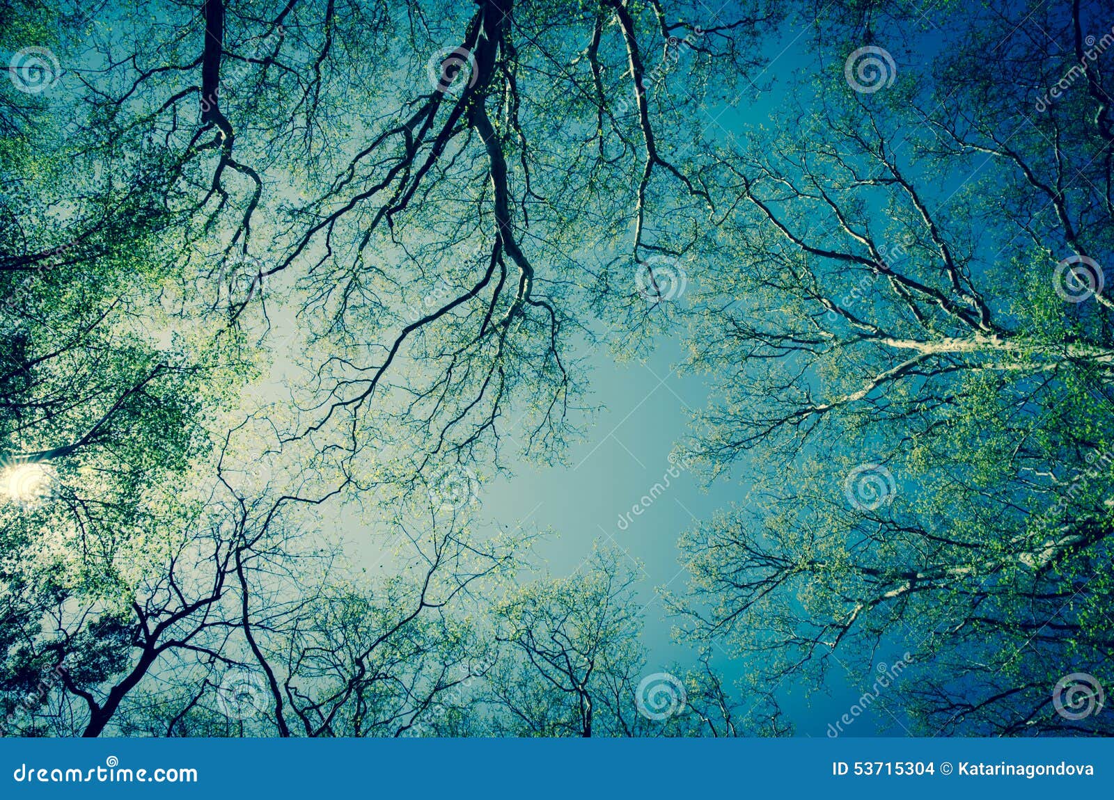 Tree-top and blue sky stock photo. Image of view, dramatic - 53715304
