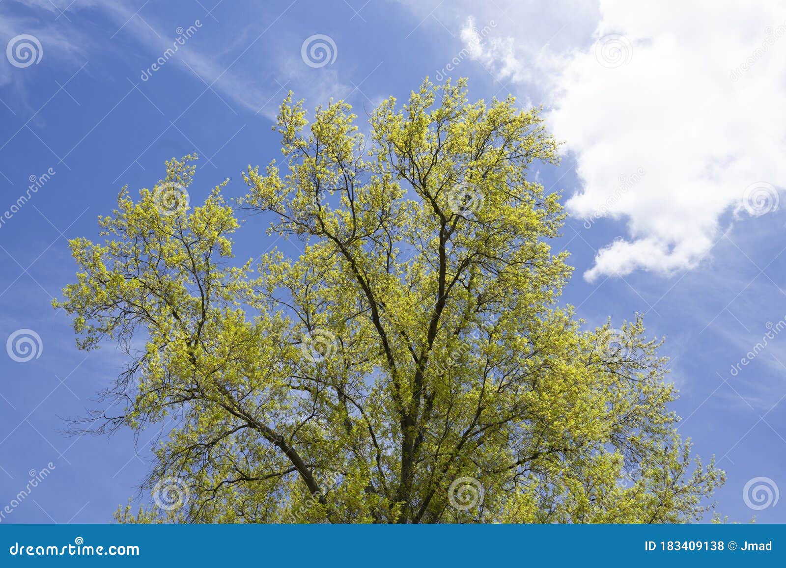 Tree Top and Blue Sky on a Sunny Day Stock Photo - Image of clouds ...