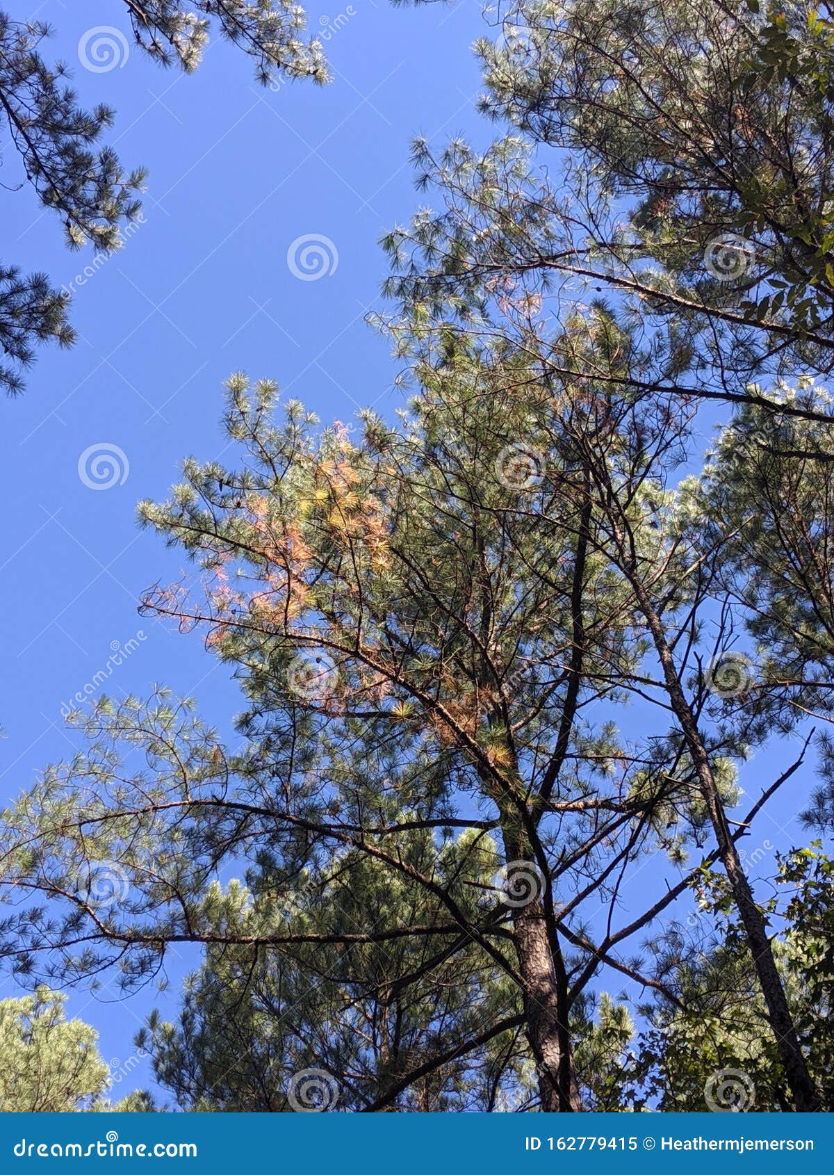 Tree Top Bop Jetton Park stock image. Image of park - 162779415
