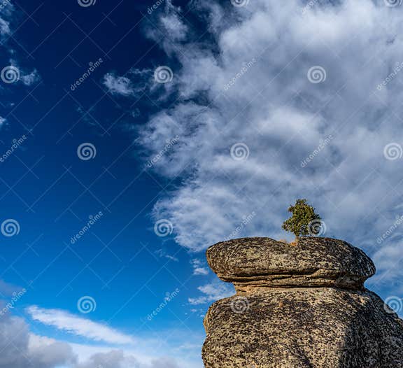 Tree on Top of the Boulder Under Cloudy Sky Stock Photo - Image of ...