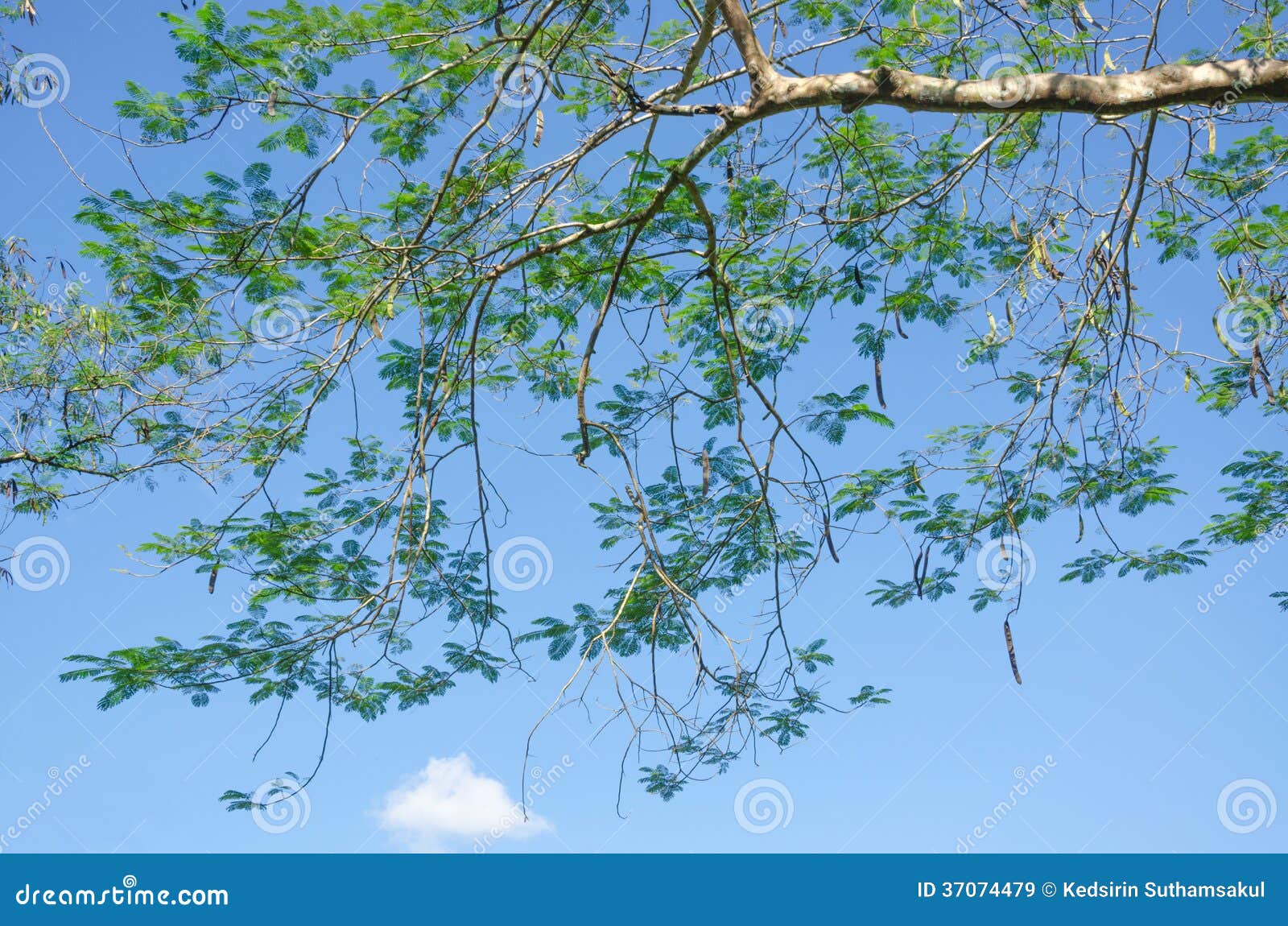 Tree Top Branches Against the Sky Stock Image - Image of beautiful ...