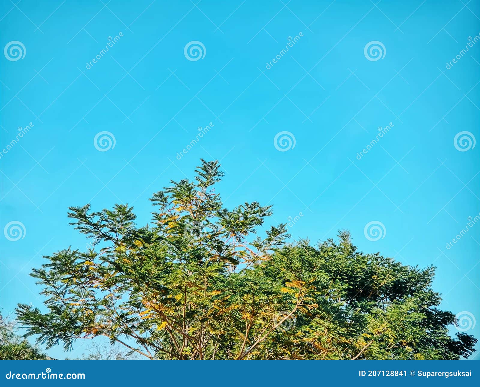 Tree Top Branches and Leaves Against Clear Blue Sky Stock Image - Image ...