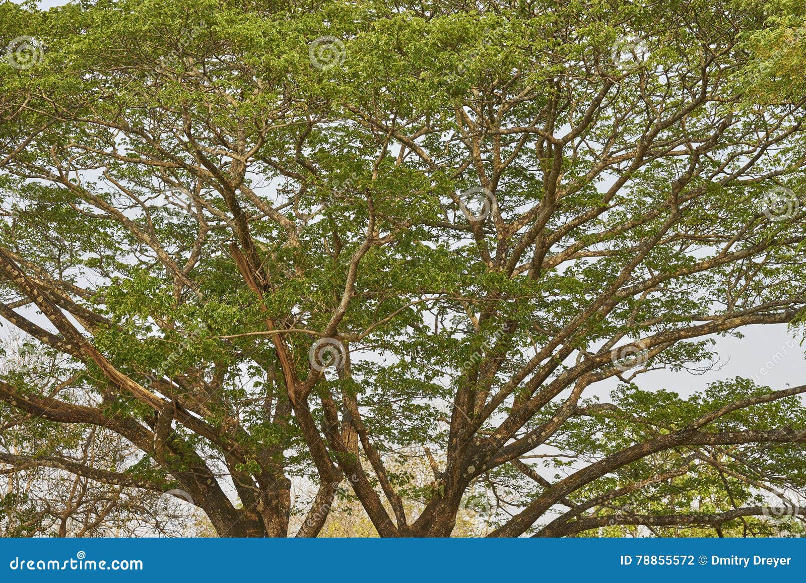 Tree top branches stock photo. Image of leaves, landscape - 78855572