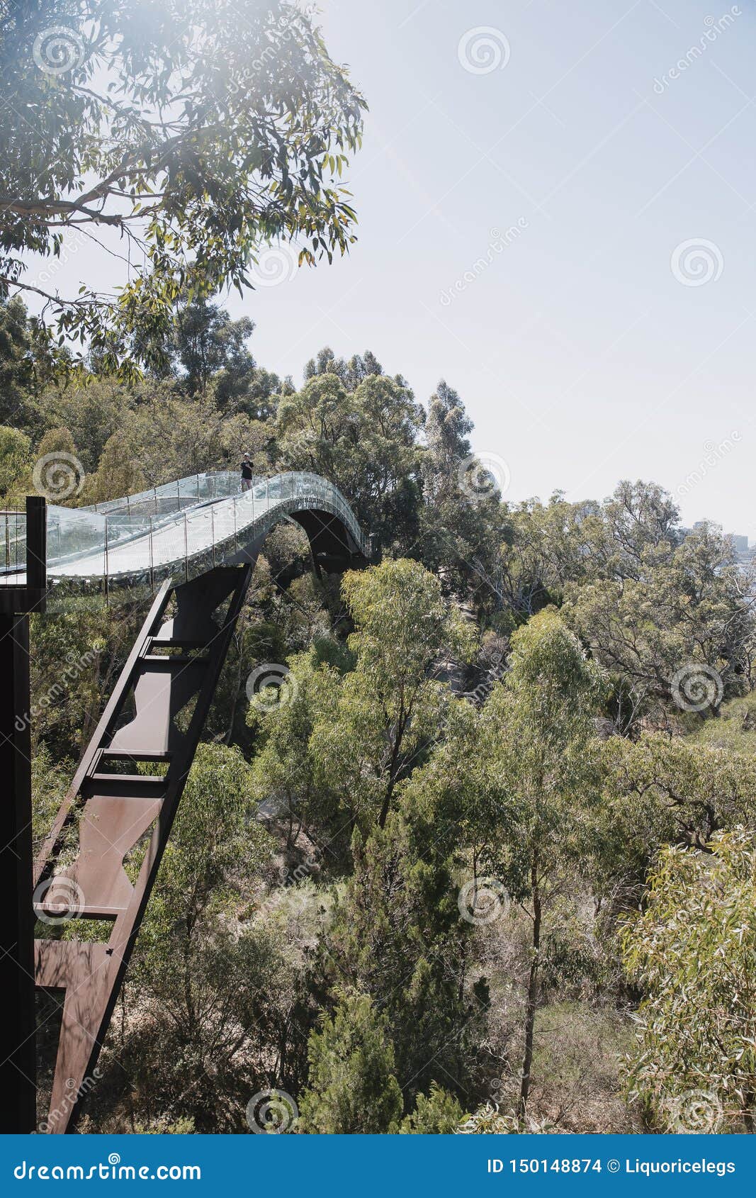 Tree Top Bridge stock photo. Image of sunny, public - 150148874